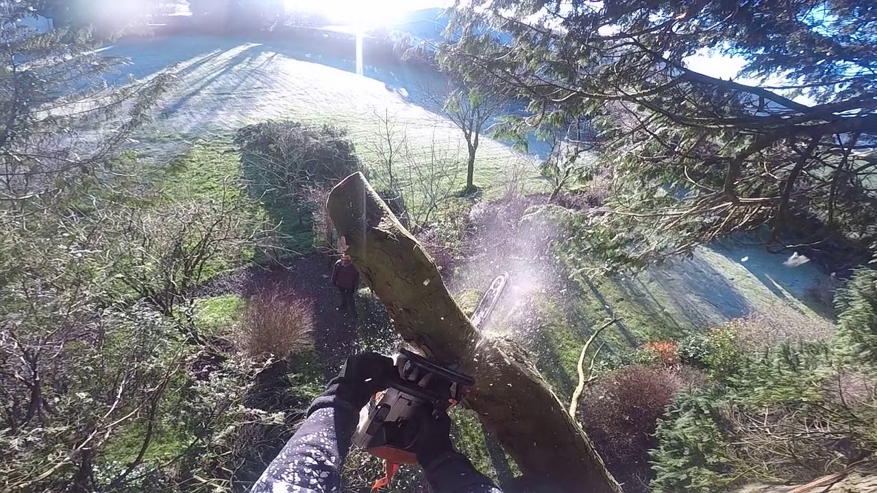 Conifer Dismantle Part 1 Youtube