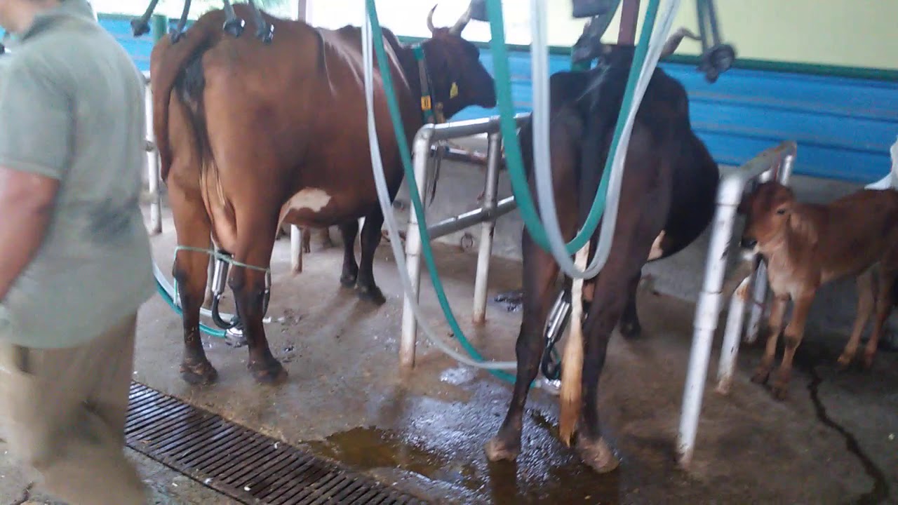 Cow Milking Youtube