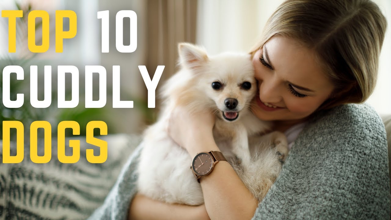 Snuggle Up With The Top 10 Cuddly Dog Breeds Housepetscare
