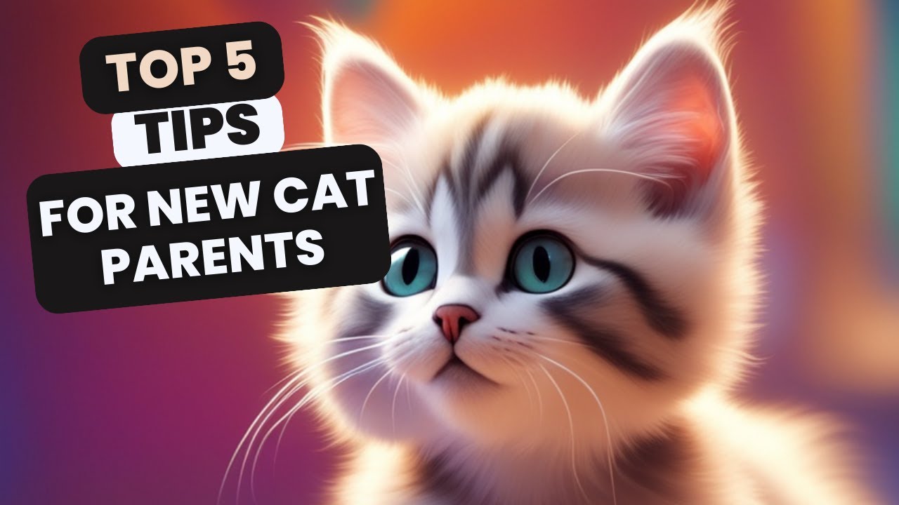 Mastering Cat Parenthood 5 Must Know Tips For New Cat Parents