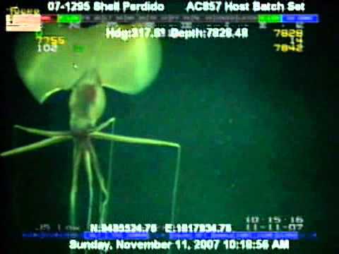 Giant Squid Caught On Camera Magnapinna Squid Filmed At Drilling Site