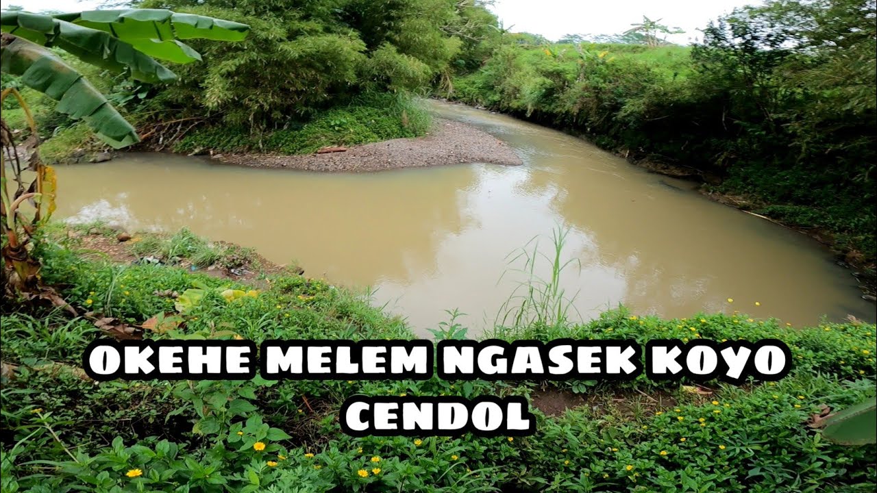 Mancing Nutul Osteochilus Vittatus Ikan Melem Youtube