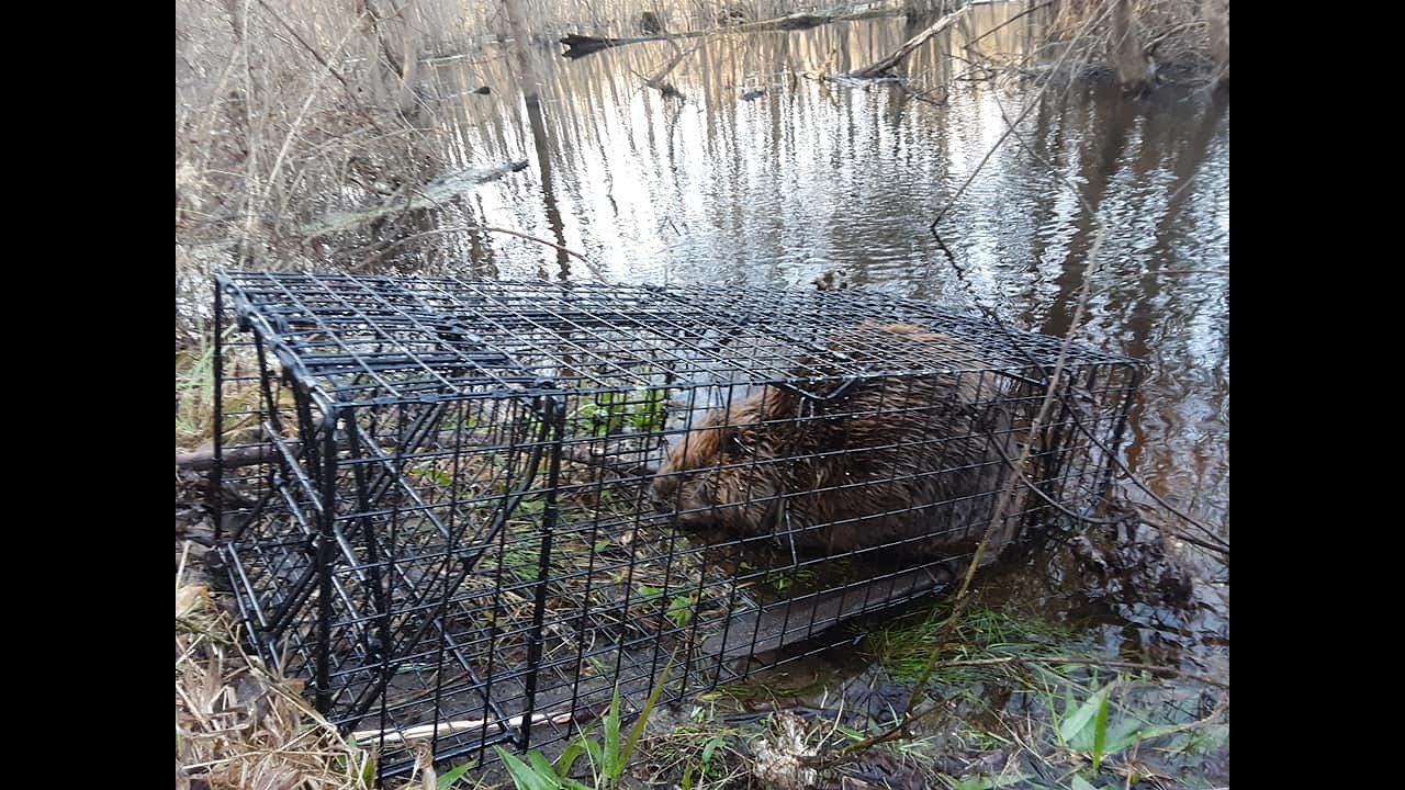How A Beaver Trap Works At Lindsay Johnson Blog