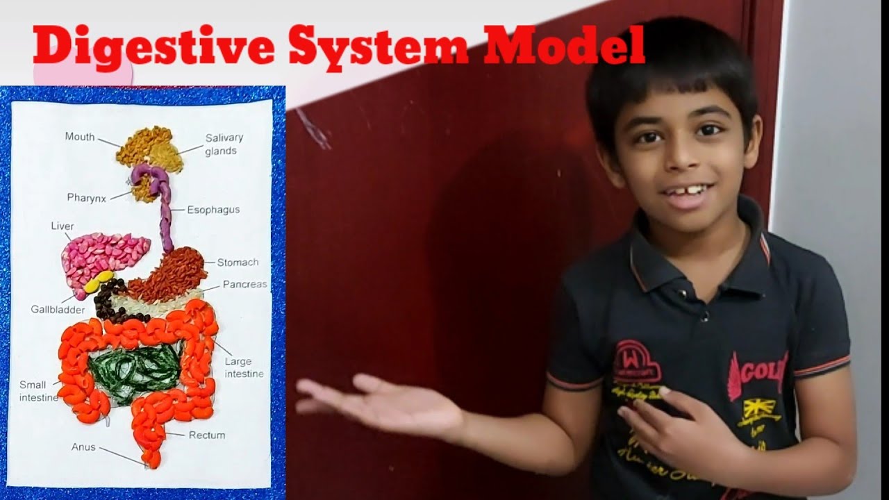 Digestive System Model Human Biology For Kids