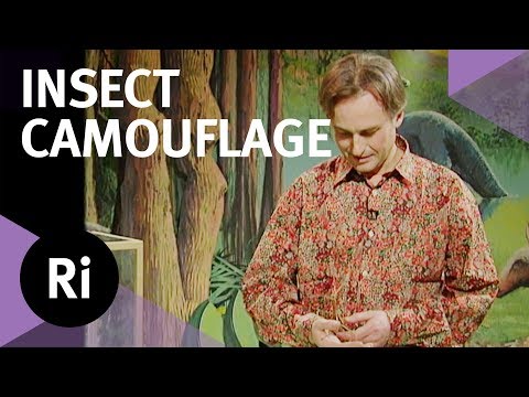 Why Do Walking Stick Insects Camouflage