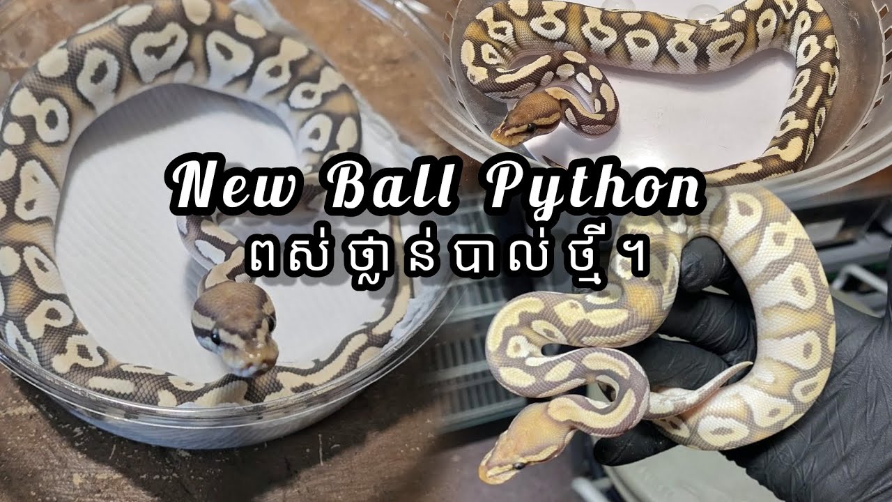 New Ball Python Cambodian Snake Keeper Youtube