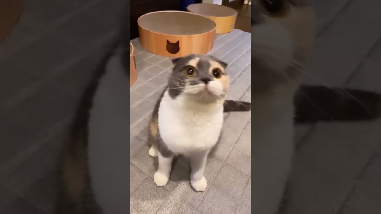 A Compilation Of The Cutest And Funniest Cats Hilarious Cat Moments