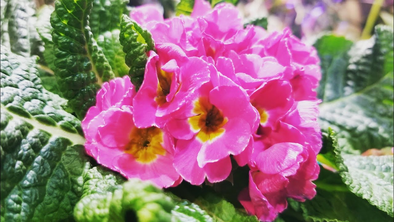 Primrose Care Primulas Youtube