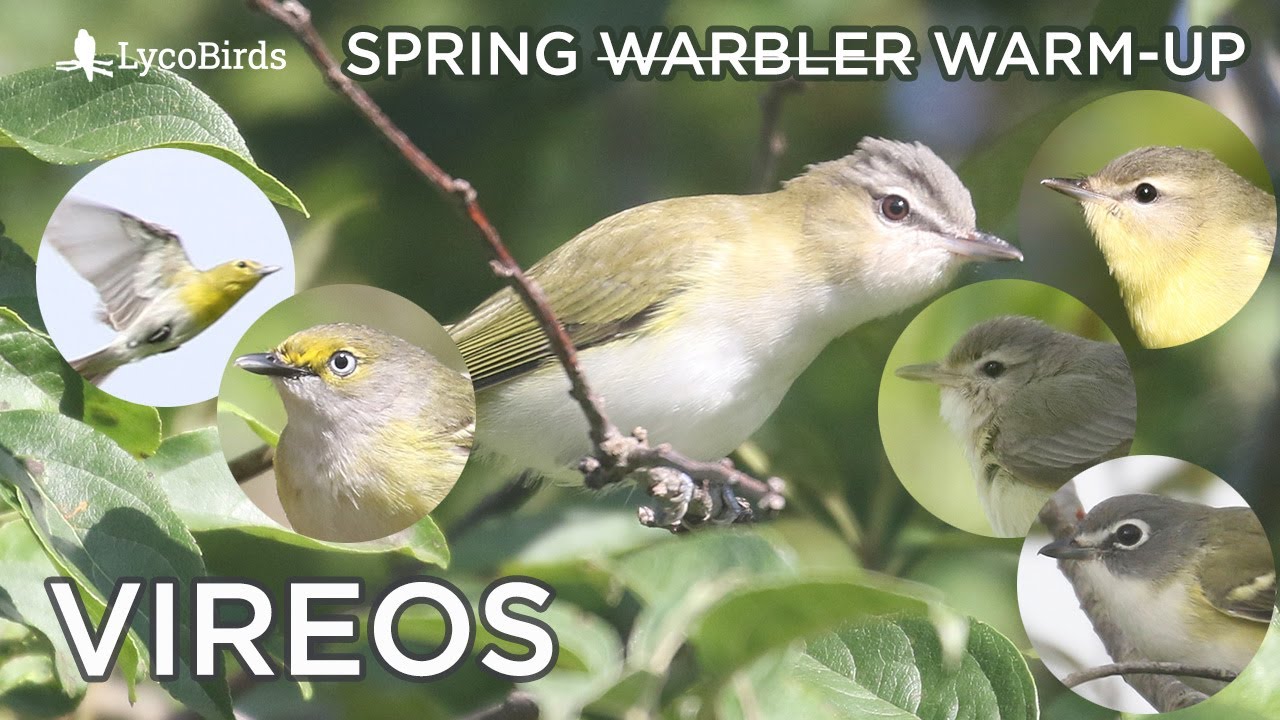 Vireo Identification Spring Warbler Warm Up Youtube