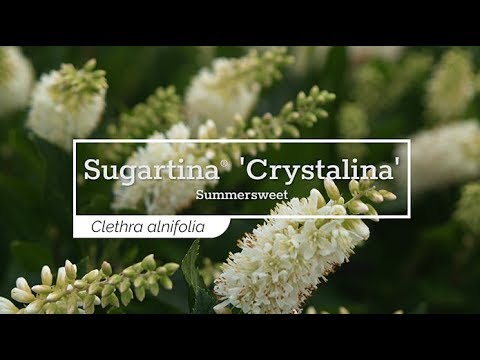 30 Seconds With Sugartina Crystalina Summersweet Youtube
