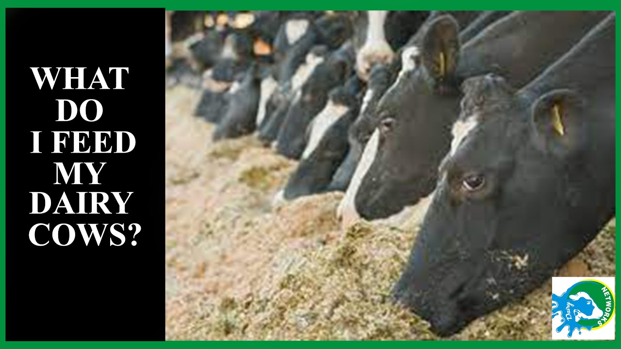 Understanding Dairy Cow Management Feeding Youtube