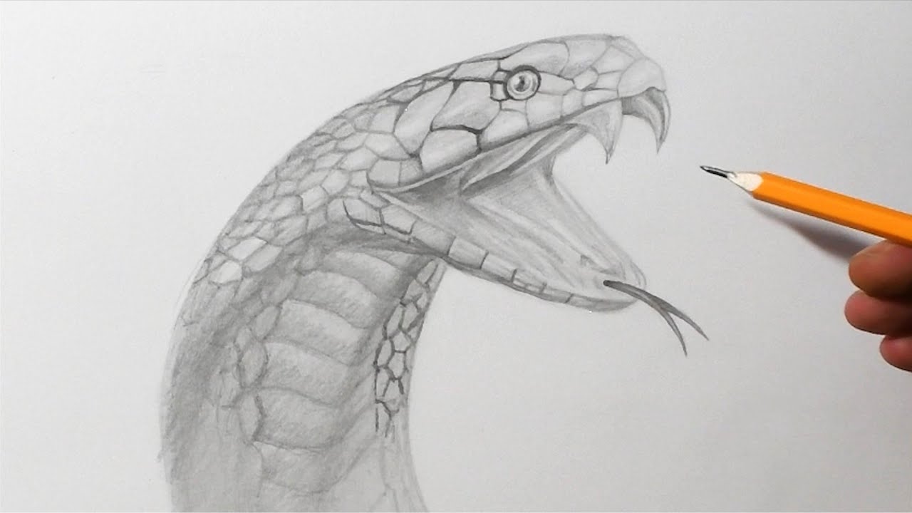 How To Draw A Snake Pencil Drawing Tutorial Youtube