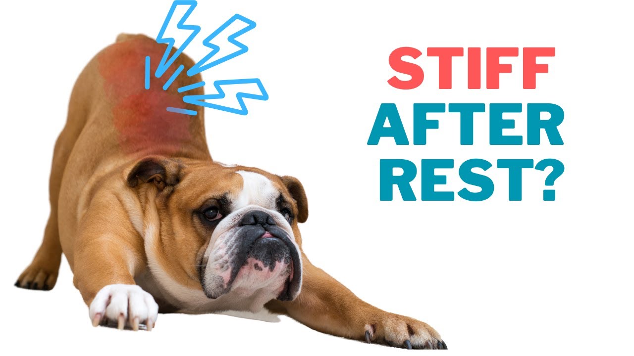 Dog Stiffness After Exercise Youtube