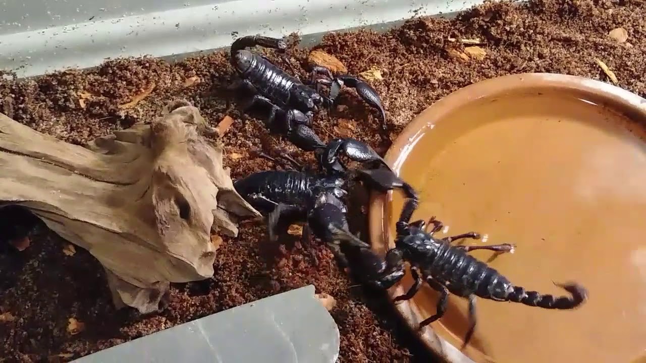 Asian Forest Scorpion Breeding Youtube