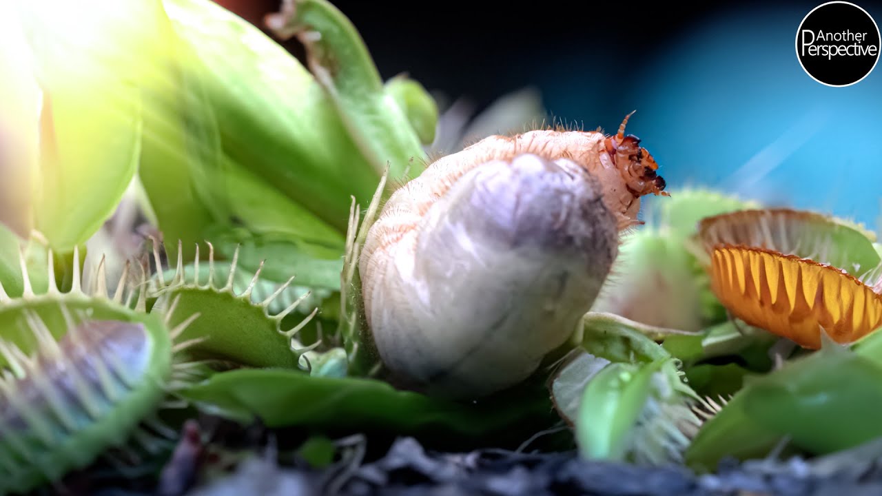 Venus Flytrap Eats Worms Larvea And Bugs Youtube