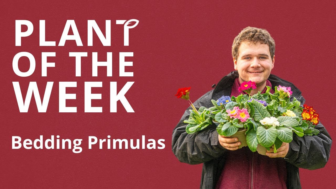 Bedding Primulas Youtube