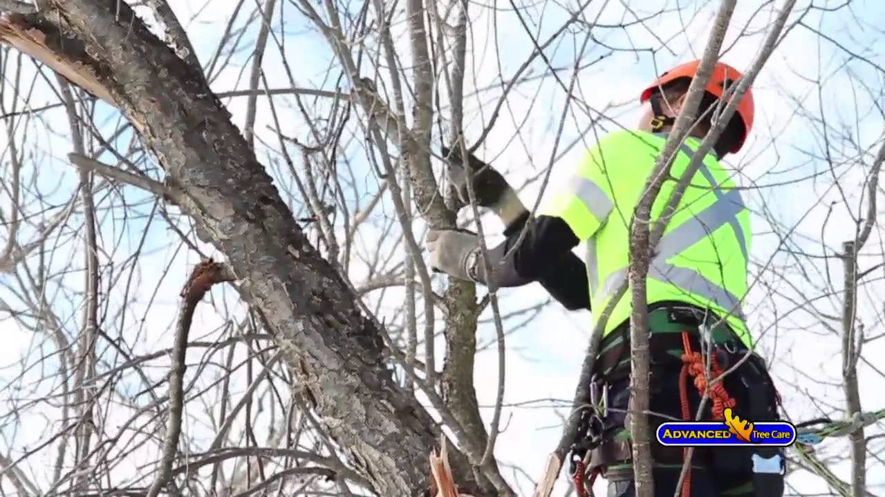 Advanced Tree Care Our Services Tree Pruning Youtube