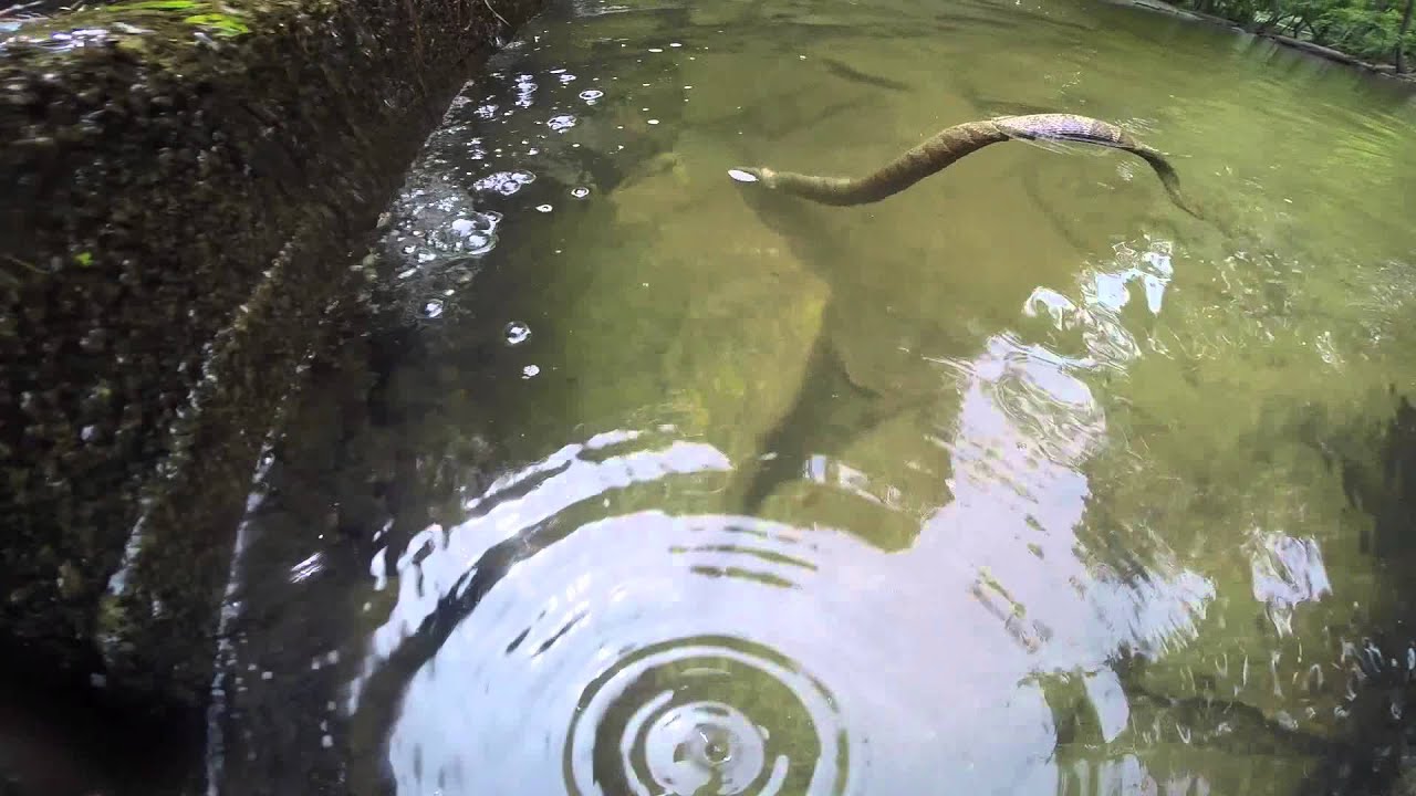Snapping Turtle Eating Snake