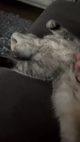 Cuddle Time Shorts Cat Funny Youtube