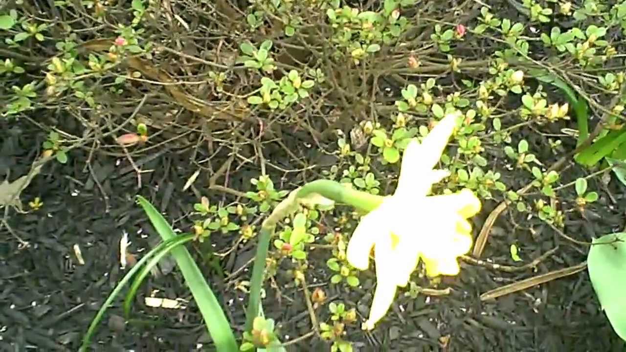 Tessa S Flower Video Youtube