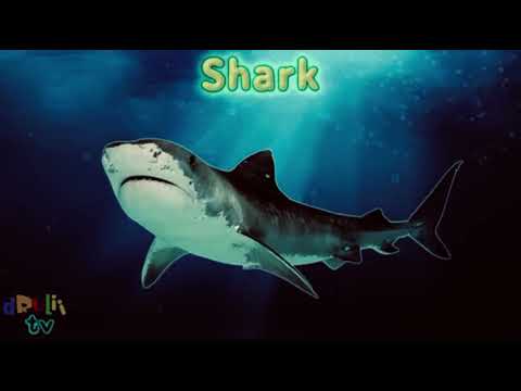 Drulii Tv Animals Alphabet Another Version Names And Sounds Youtube