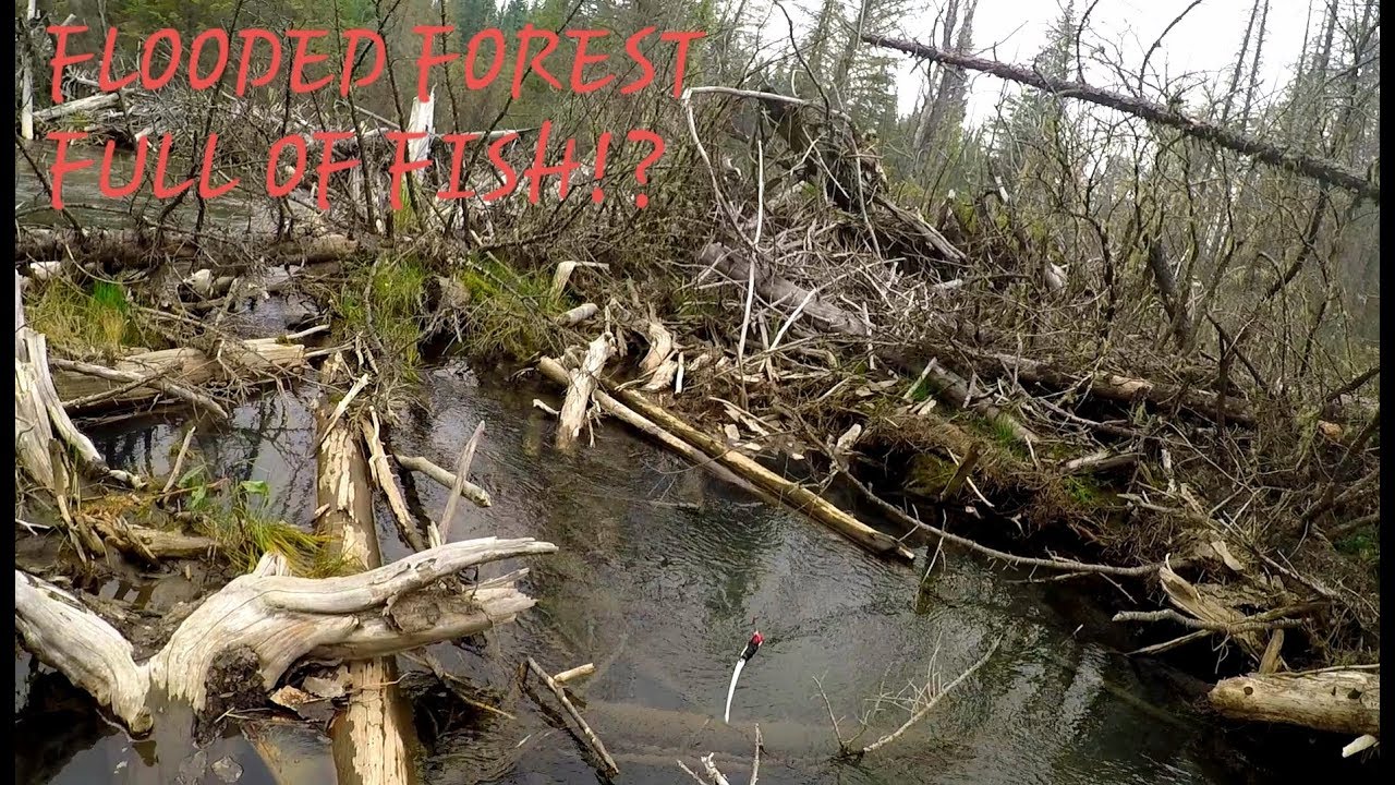 Flooded Forest Full Of Fish Youtube