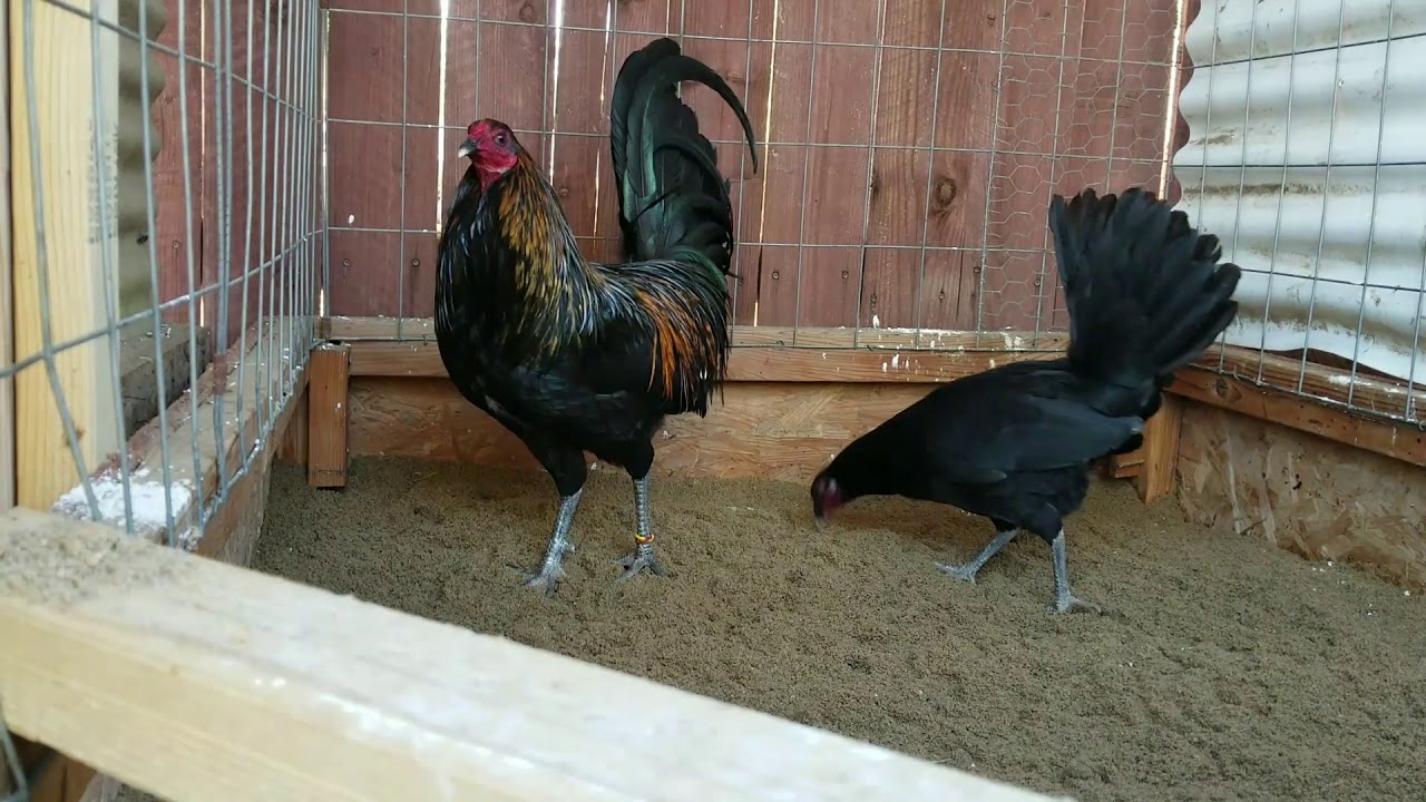 Black Gamefowl Breeds