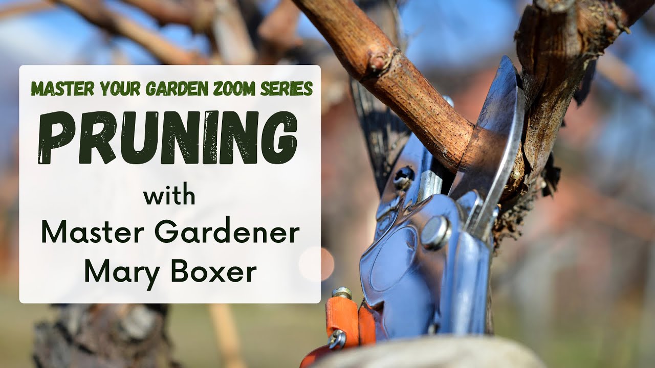 Pruning Tips Youtube