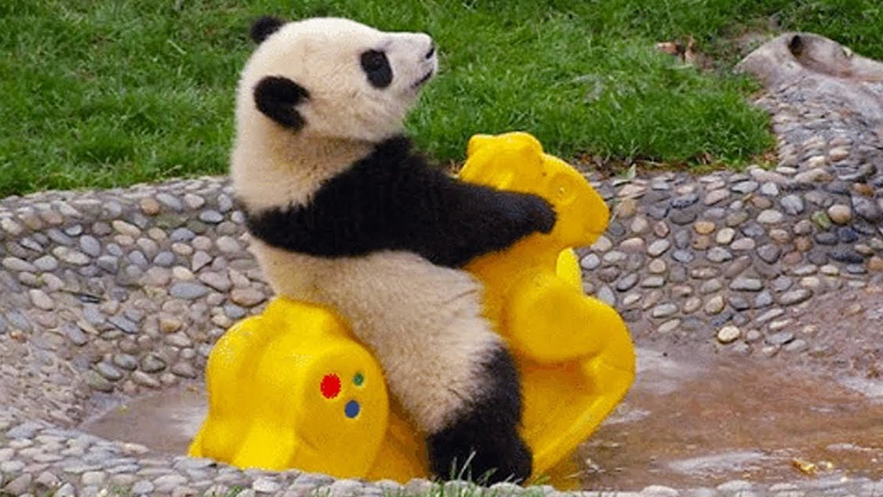 Panda Funny