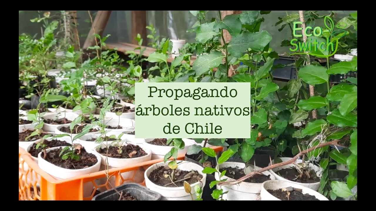 Propagación De árboles Nativos Protegiendo Nuestro Medio Ambiente