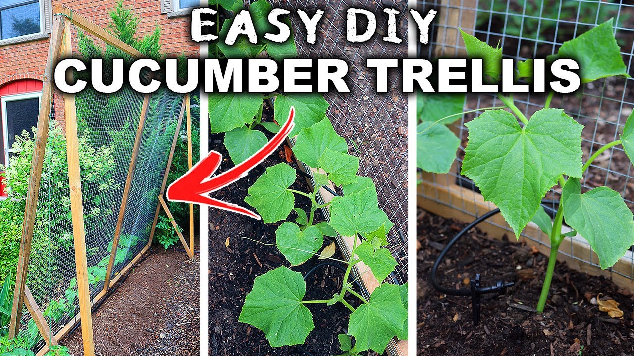 How To Build A Cool Cucumber Trellis Simple Inexpensive Youtube