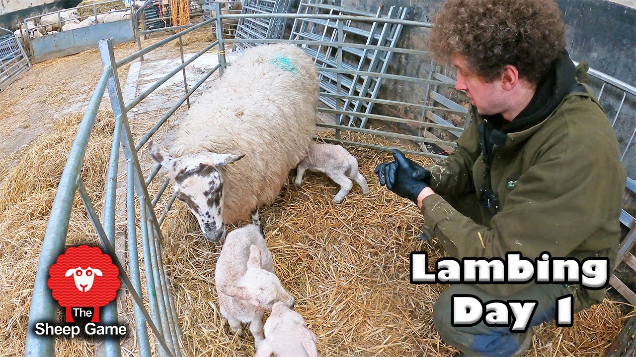 Lambing 2021 Has Started 4 Days Early Vlog 1 Lambing 2021 Youtube