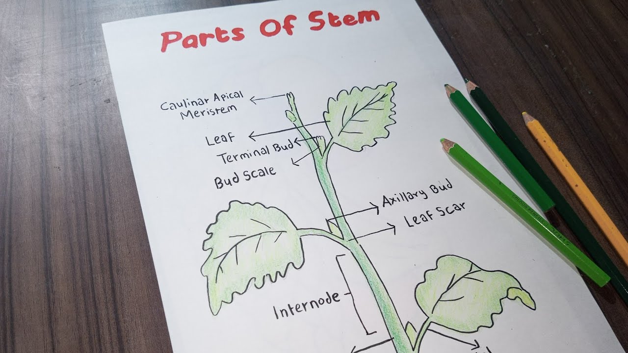 Parts Of Stem Diagram Label Diagram Of Stem Structure How To Draw