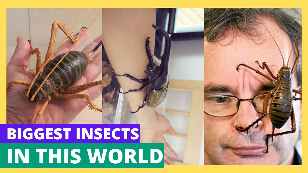 Biggest Insects In This World The Largest Insects Insects Bugs