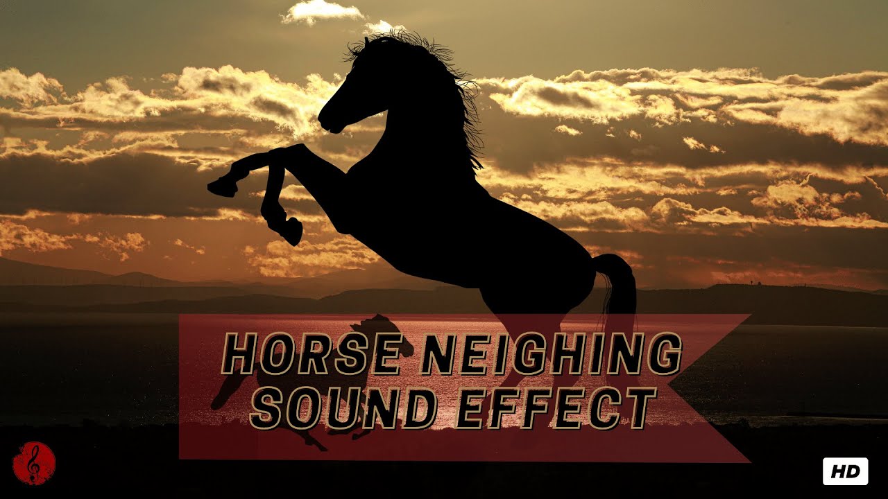 Horse Neighing Sound Effect Horse Sound Effect Neigh Sound Effect