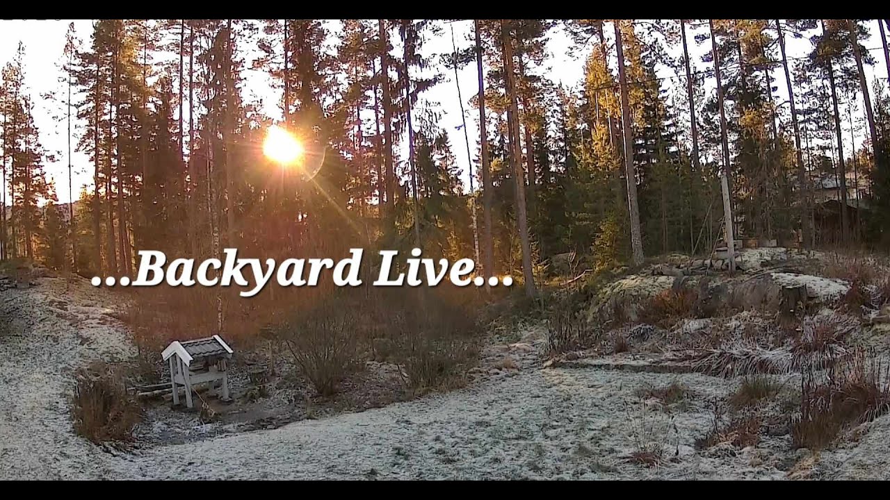 рџ ґ 4k Backyard Live 24 7 Youtube
