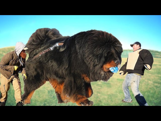 The 10 Most Powerful Dogs In The World 43 Off