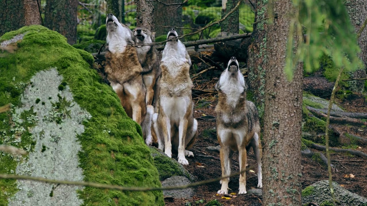 Hear The Wild Wolf Pack Howling In The Forest Youtube