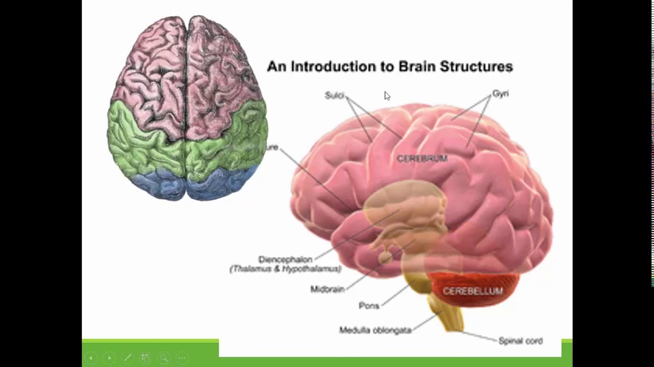 The Structures Of The Brain Youtube