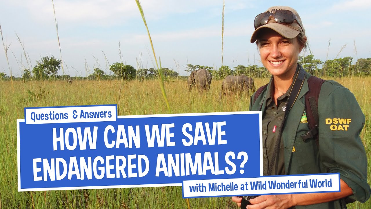 Endangered Animals Poster Project