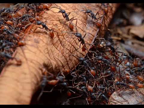 Https 131 Godaddysites Youtube