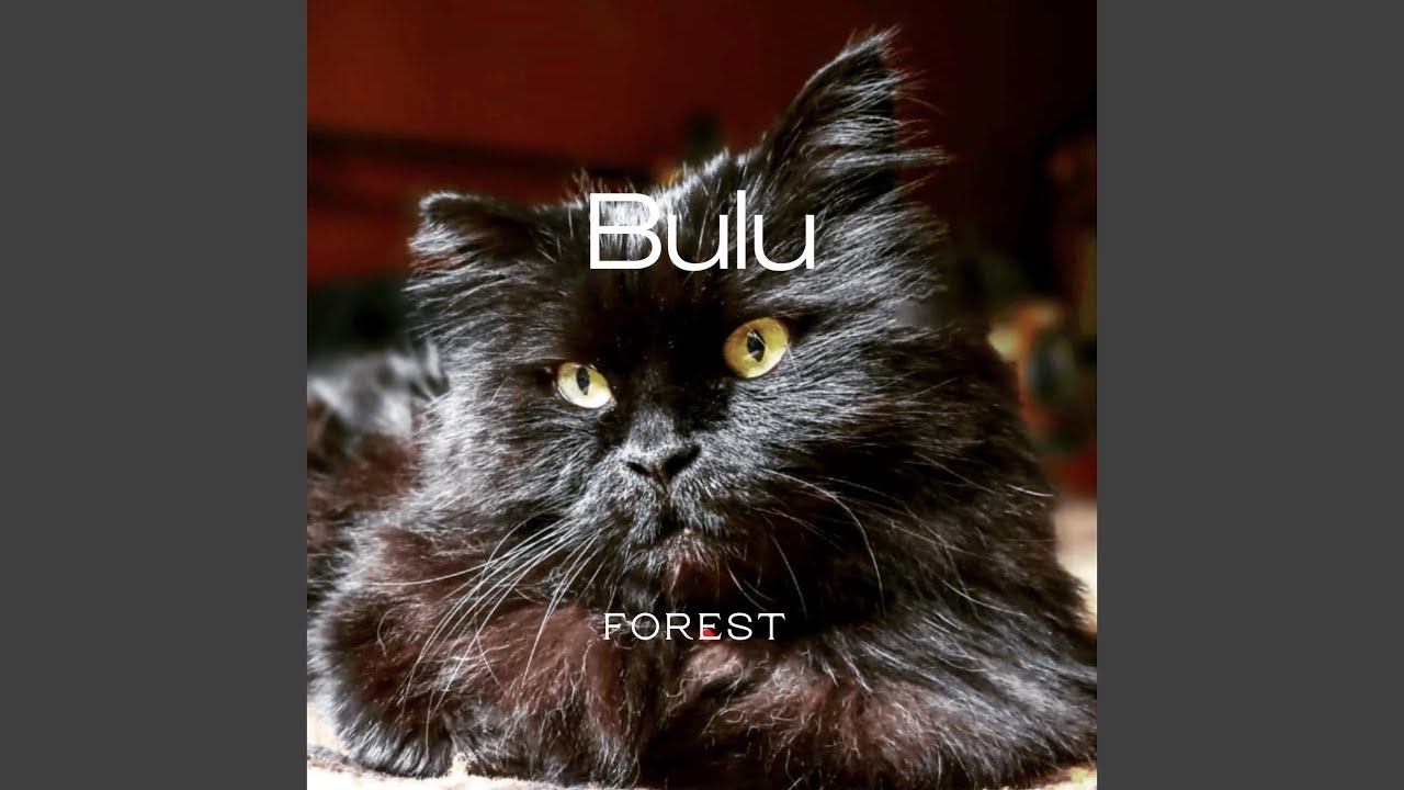 Bulu Youtube Music