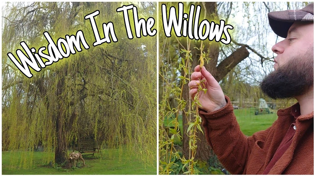 Wisdom In The Willows Can This Tree Take Pain Away рџњі Youtube