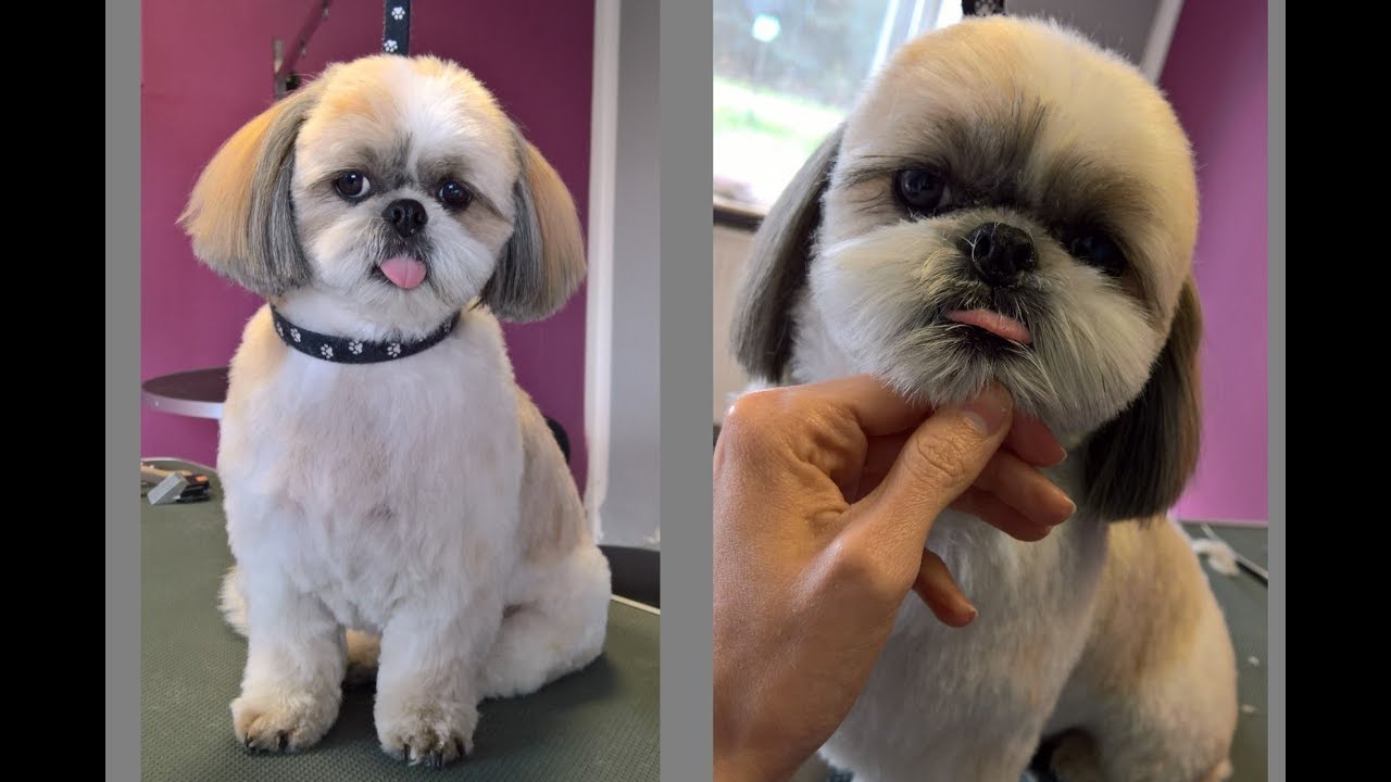 How To Groom A Shih Tzu Puppy