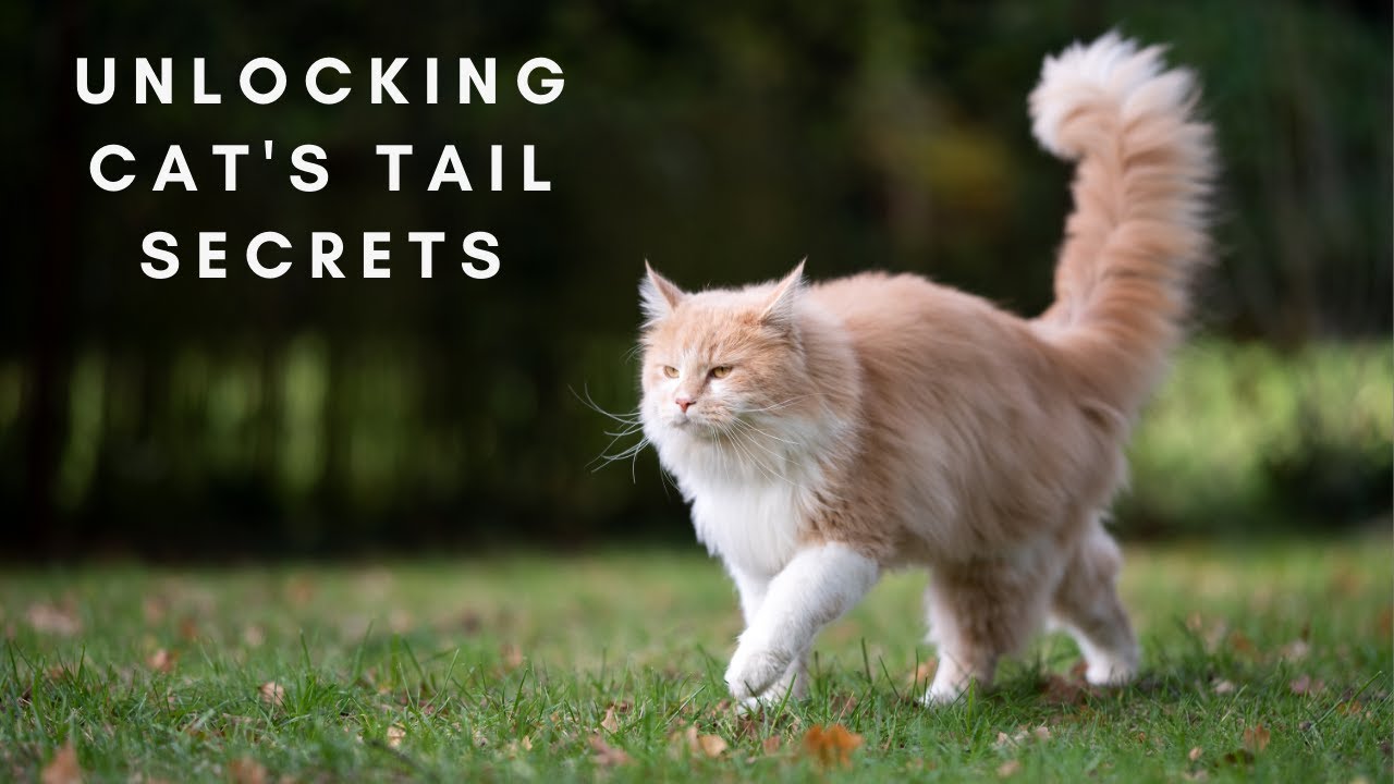 Unlocking The Secrets Of Cat Tail Movement Youtube