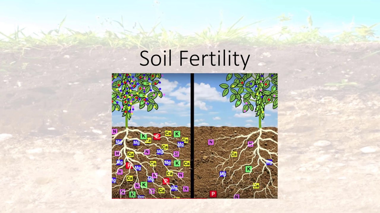 Soil Fertility Youtube