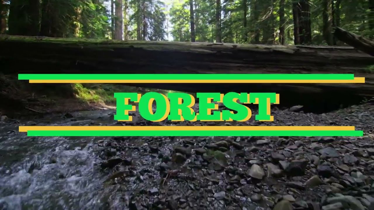 Forests Youtube