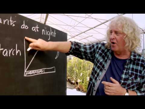 Why Do Plants Give Off Carbon Dioxide At Night
