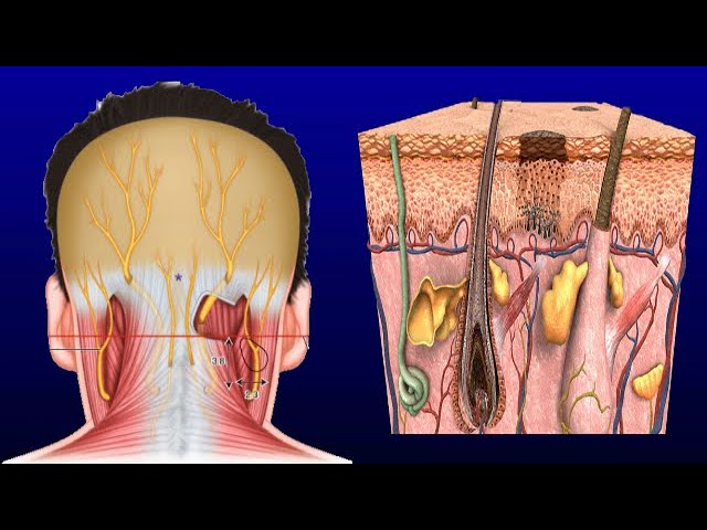 Occipital Lymph Node Submental Lymph Nodes Wikipedia