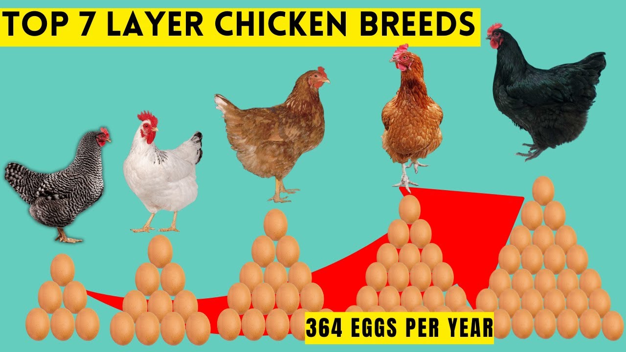 Biggest Egg Laying Chicken Breeds 6 Best Chicken Breeds For The